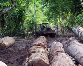 Perú: Bosques sin dueño | elcato.org