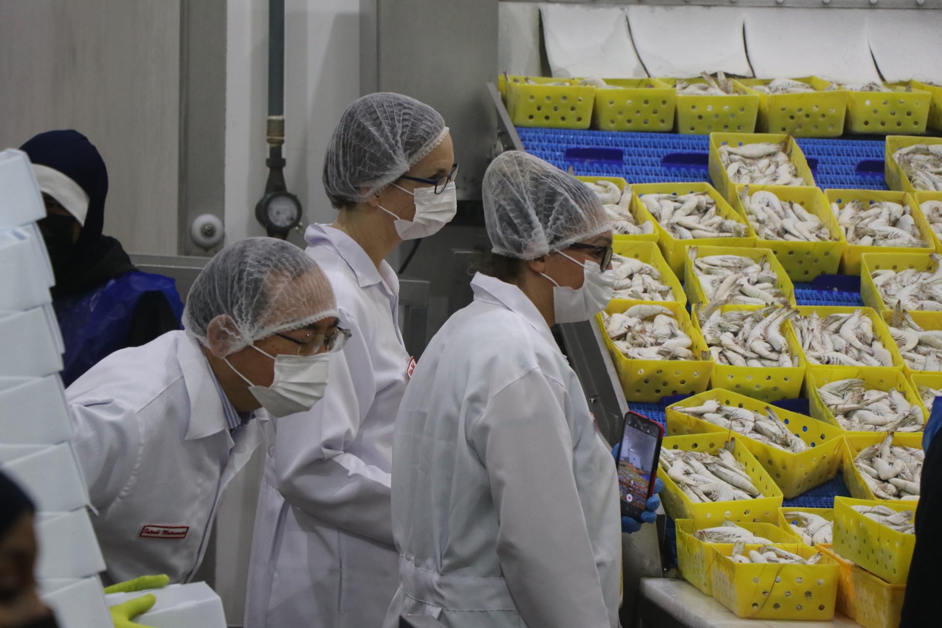 El camarón, una historia de éxito | elcato.org